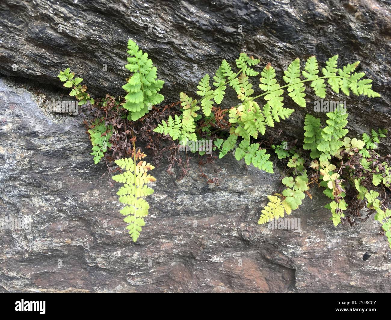 ferns (Polypodiopsida) Plantae Stock Photo - Alamy