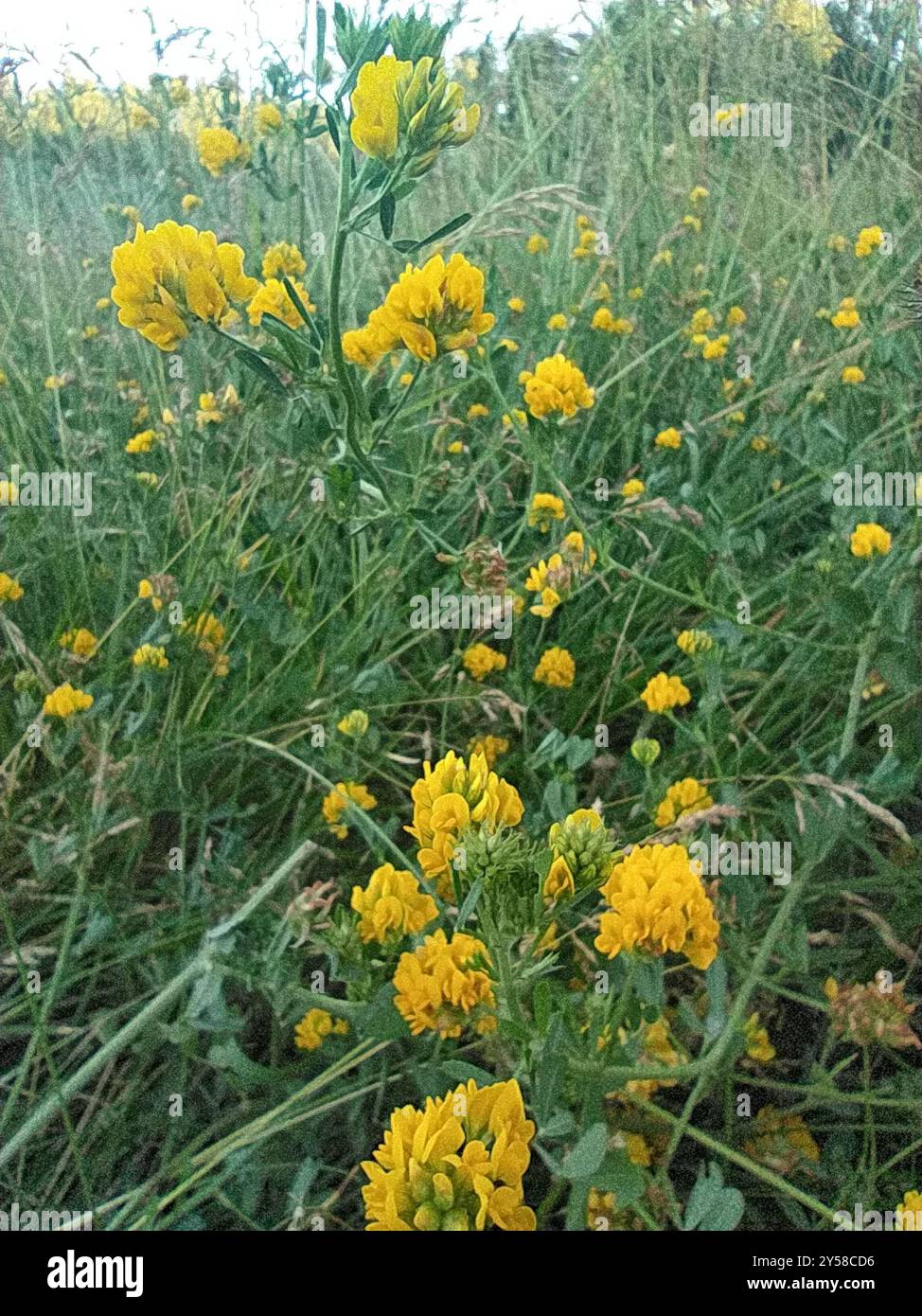 sickle alfalfa (Medicago falcata) Plantae Stock Photo - Alamy