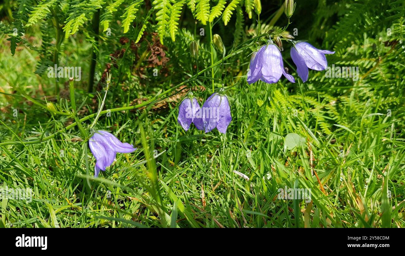 Common Harebell (Campanula rotundifolia) Plantae Stock Photo - Alamy