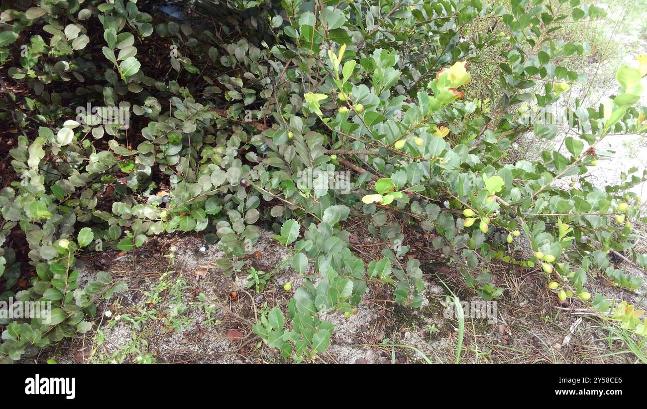 Cocoplum (Chrysobalanus icaco) Plantae Stock Photo - Alamy