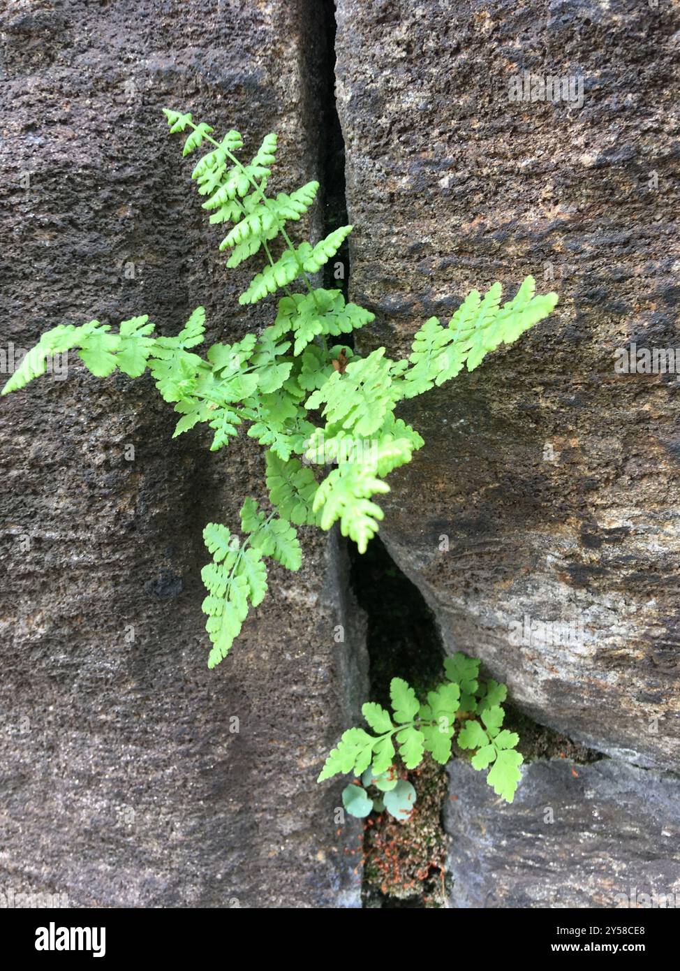 ferns (Polypodiopsida) Plantae Stock Photo - Alamy