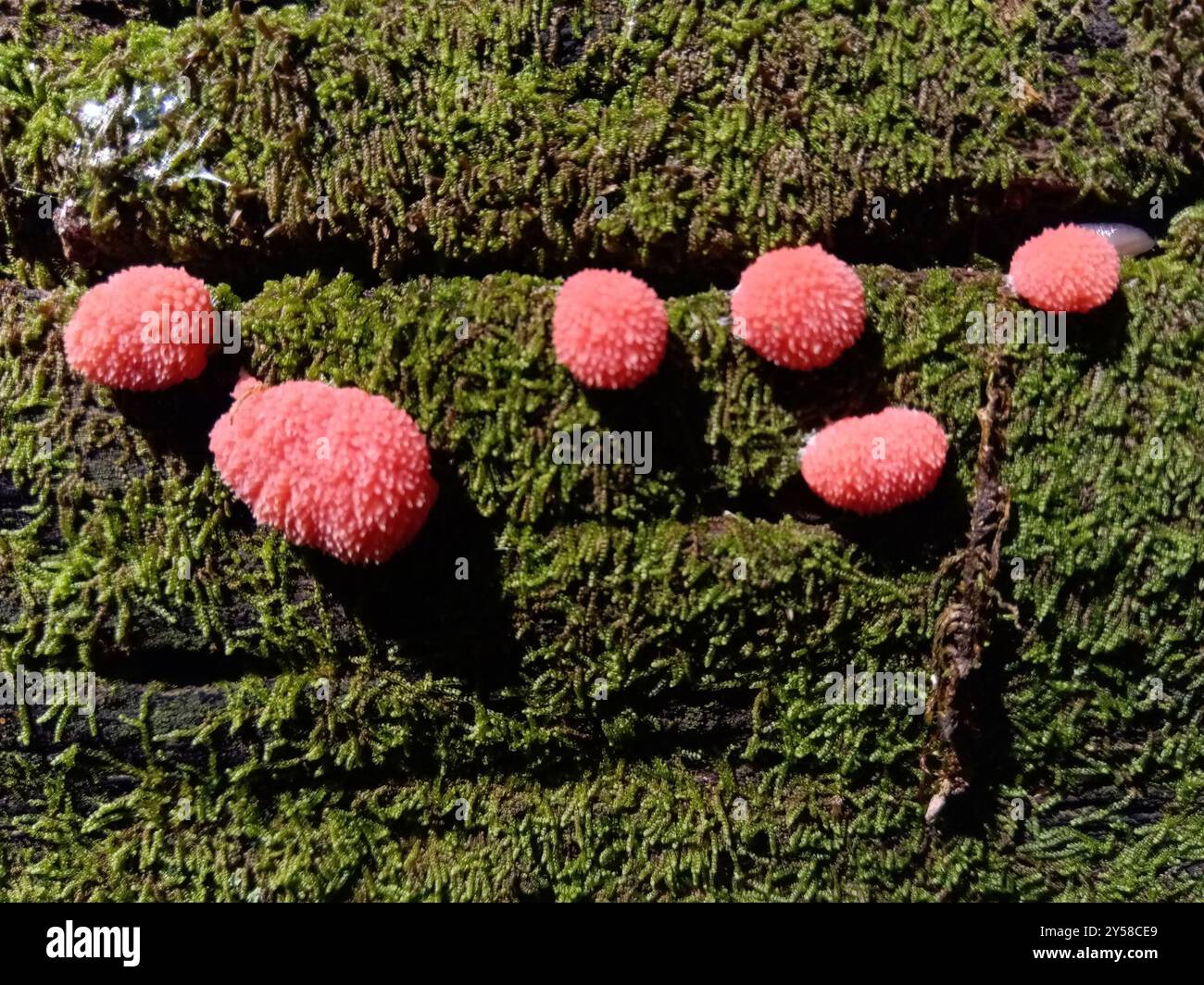 Red Raspberry Slime Mold (Tubifera ferruginosa) Protozoa Stock Photo ...