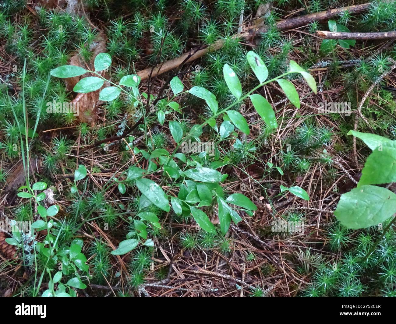 lowbush blueberry (Vaccinium angustifolium) Plantae Stock Photo - Alamy