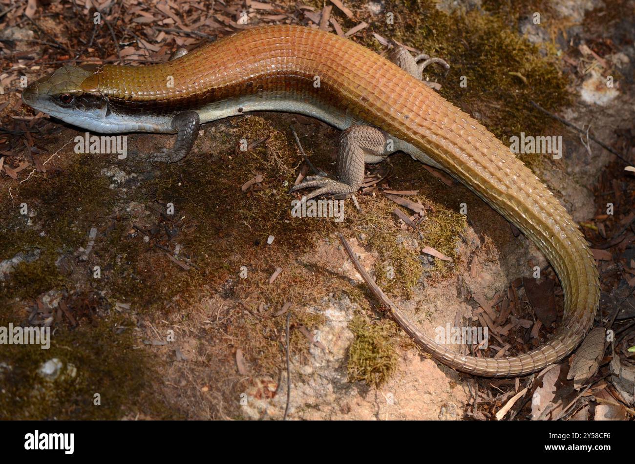 Laurent’s Plated Lizard (Gerrhosaurus bulsi) Reptilia Stock Photo - Alamy