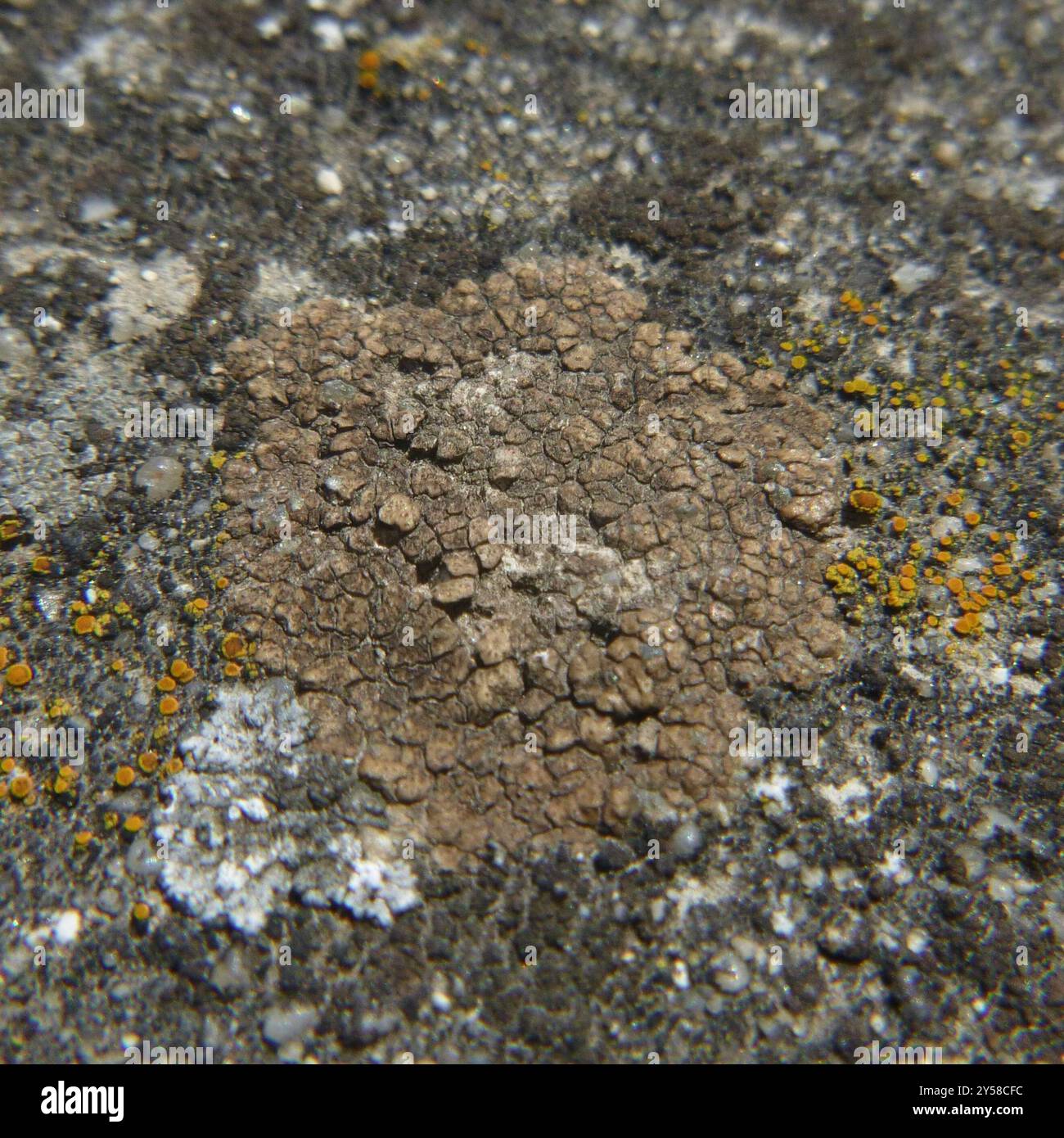 brown cobblestone lichen (Acarospora fuscata) Fungi Stock Photo - Alamy