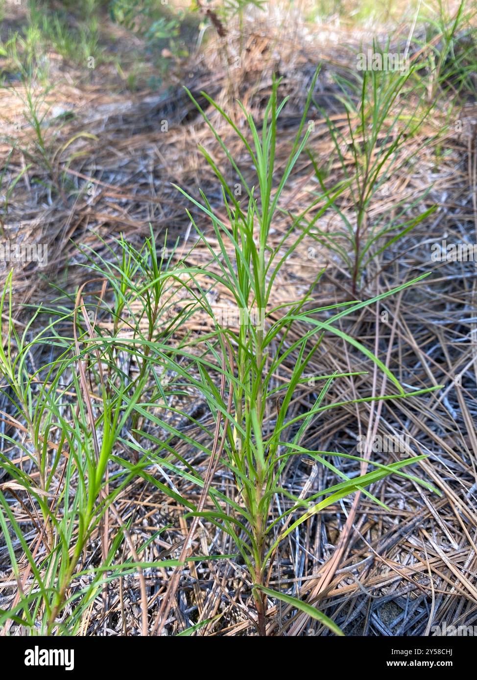 sandhill golden aster (Pityopsis pinifolia) Plantae Stock Photo - Alamy