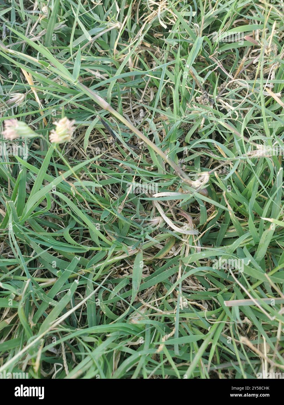buffalograss (Bouteloua dactyloides) Plantae Stock Photo - Alamy