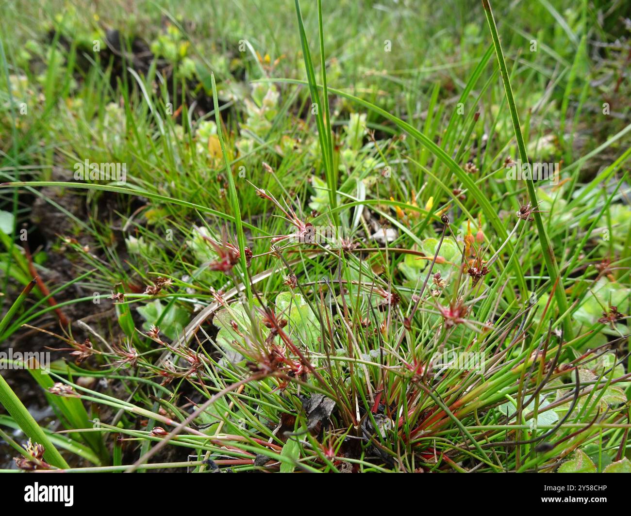 Bulbous Rush (Juncus bulbosus) Plantae Stock Photo - Alamy