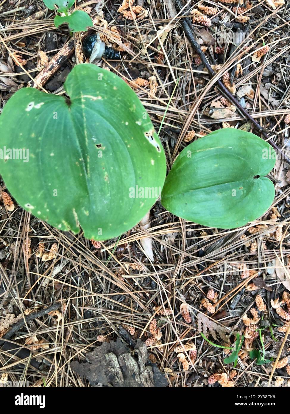 Canada mayflower (Maianthemum canadense) Plantae Stock Photo - Alamy