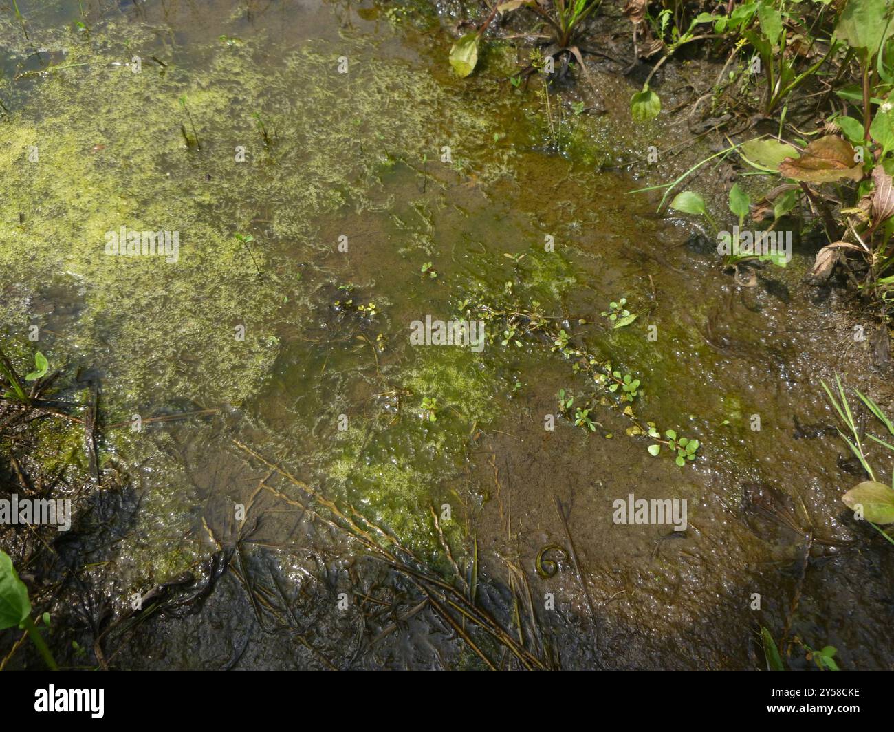 Water-purslane (Lythrum portula) Plantae Stock Photo - Alamy