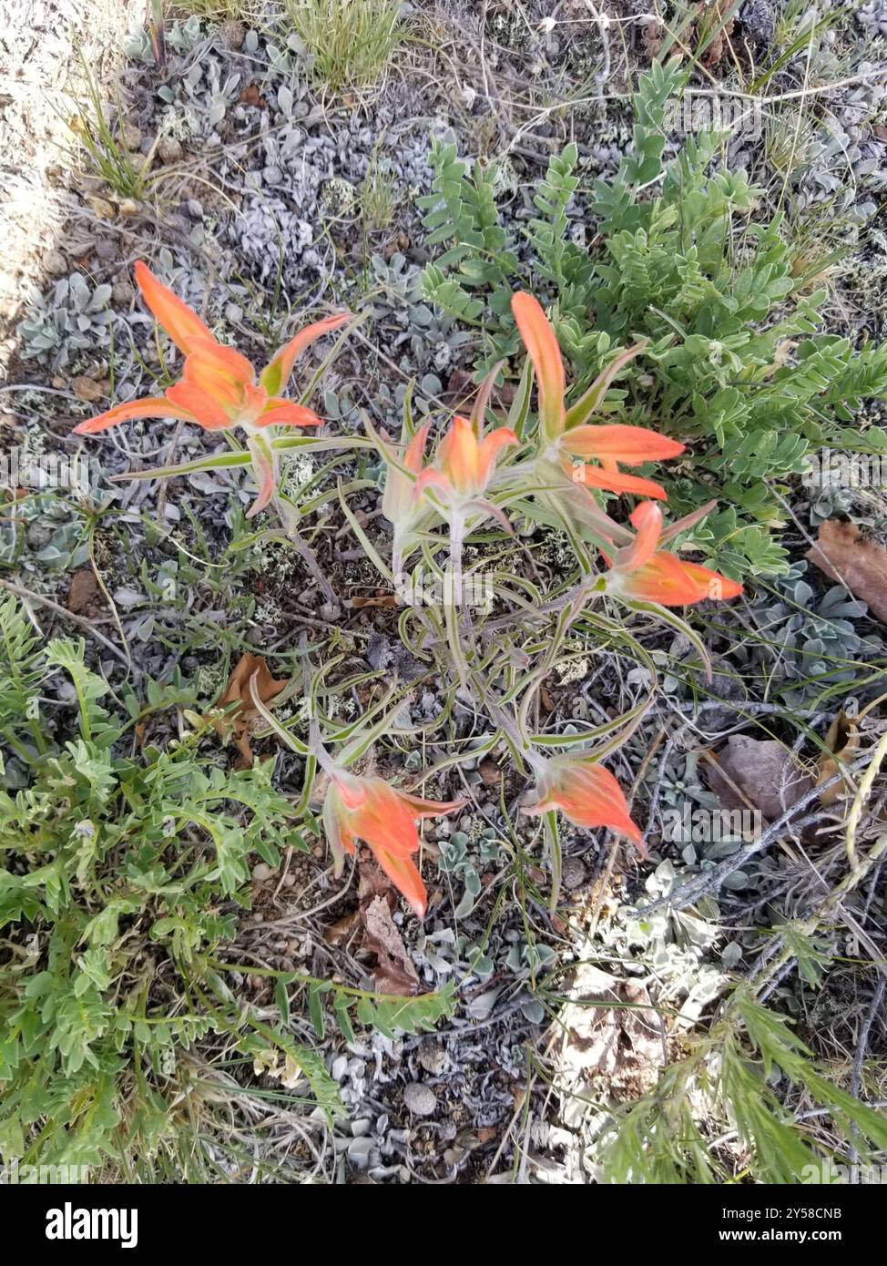 Wholeleaf Paintbrush (Castilleja integra) Plantae Stock Photo - Alamy