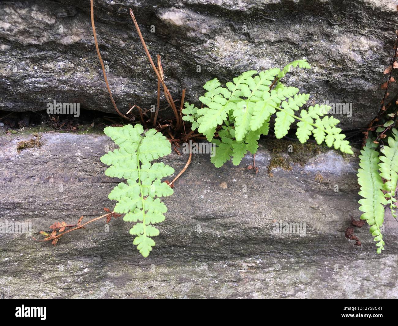 ferns (Polypodiopsida) Plantae Stock Photo - Alamy