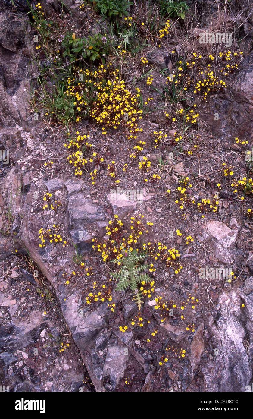 Mice Ears (Aichryson) Plantae Stock Photo - Alamy