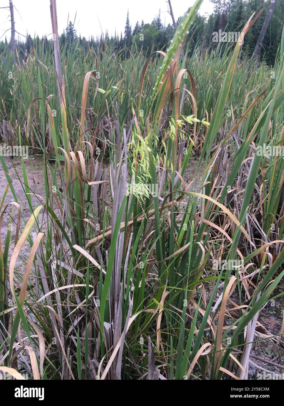 northern wild rice (Zizania palustris) Plantae Stock Photo - Alamy