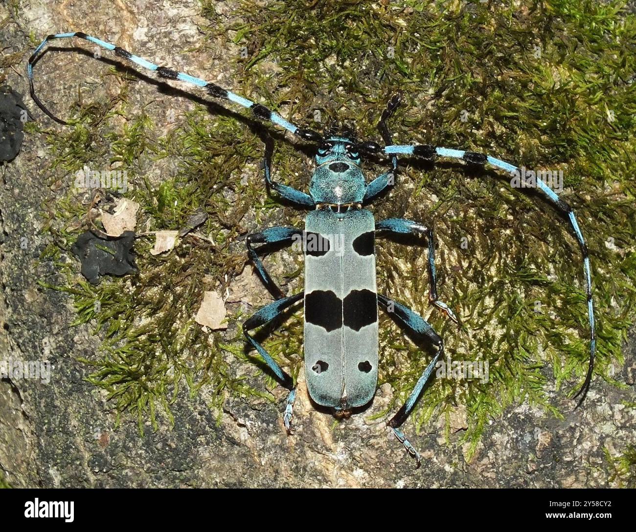 Alpine longhorn Rosalia (Rosalia alpina) Insecta Stock Photo - Alamy