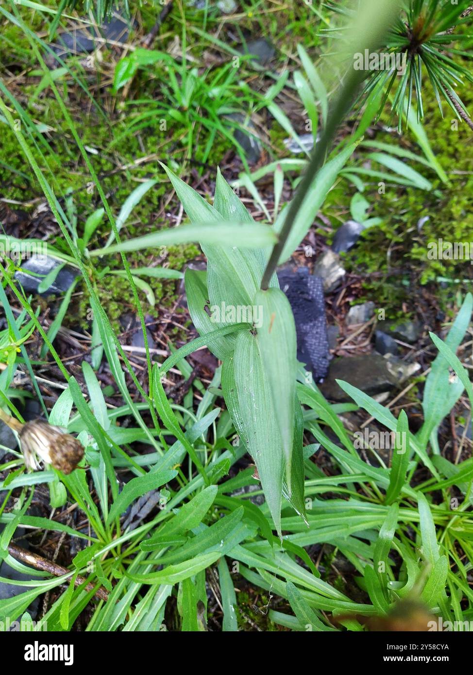 Dark-red Helleborine (Epipactis atrorubens) Plantae Stock Photo - Alamy
