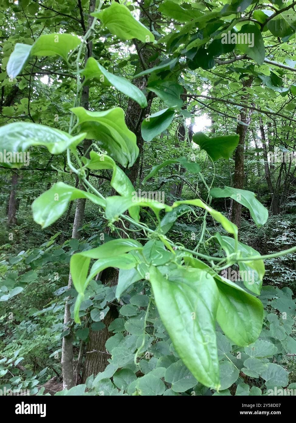 greenbriers (Smilax) Plantae Stock Photo - Alamy