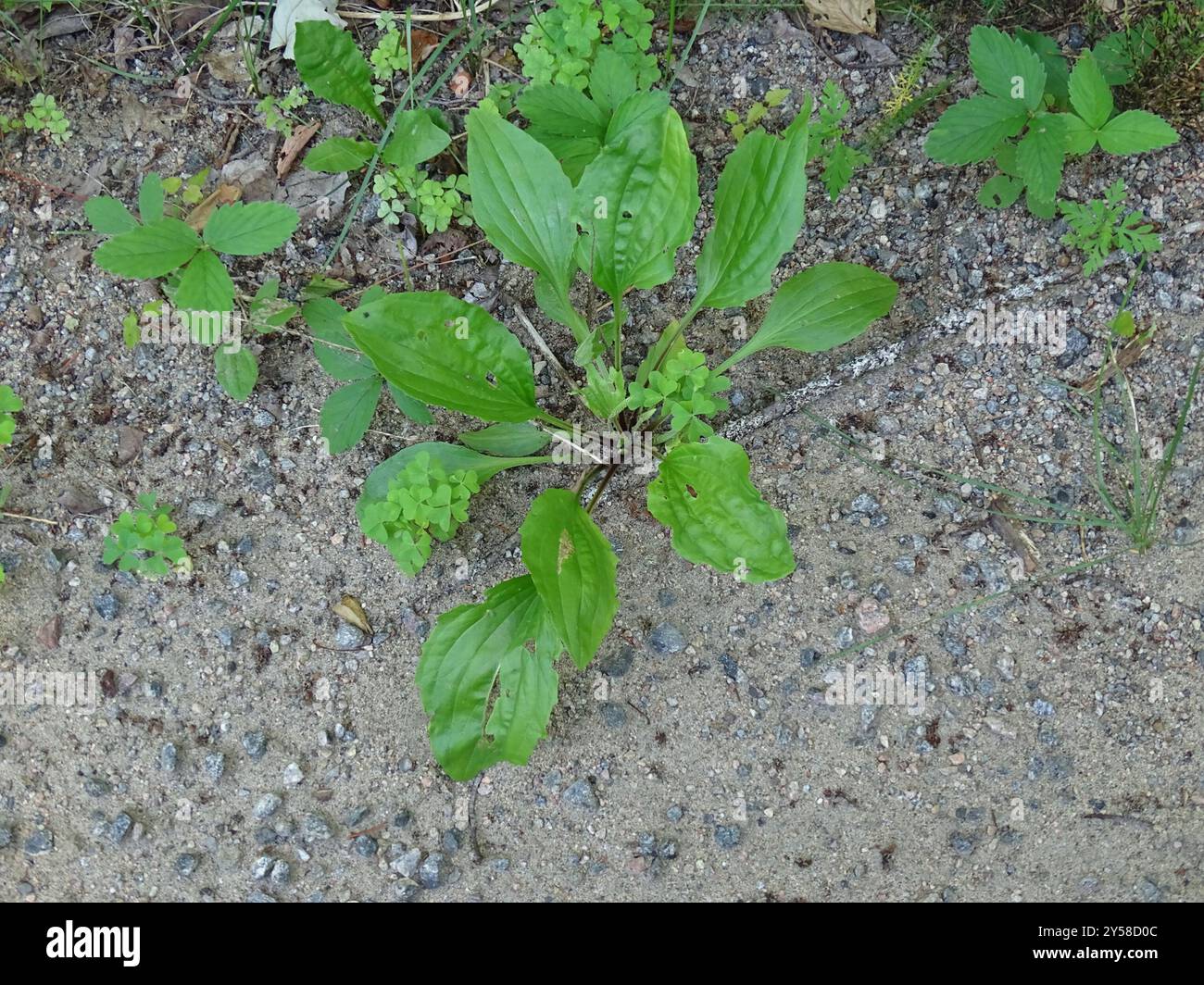 American plantain (Plantago rugelii) Plantae Stock Photo - Alamy