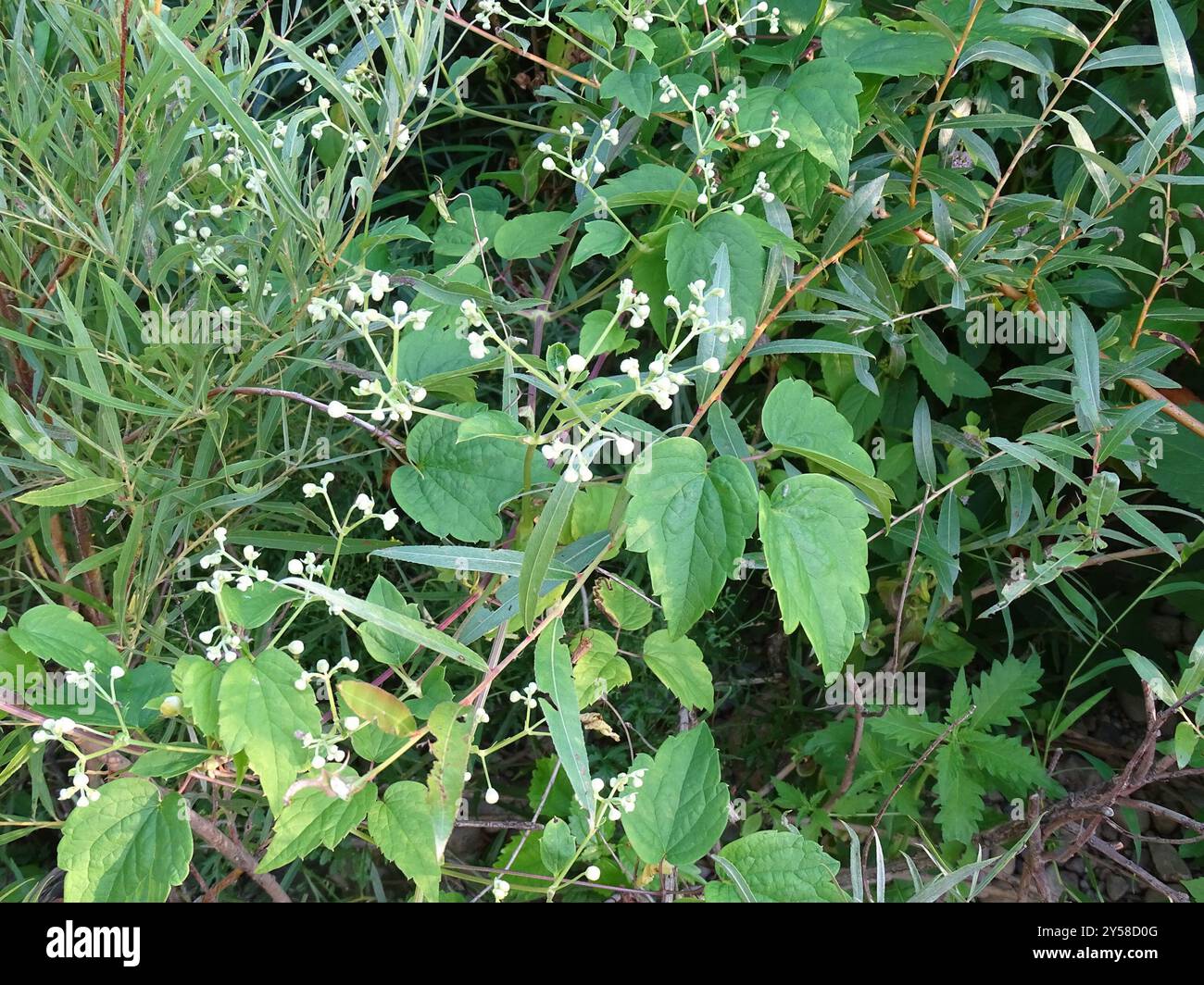 virgin's-bower (Clematis virginiana) Plantae Stock Photo - Alamy