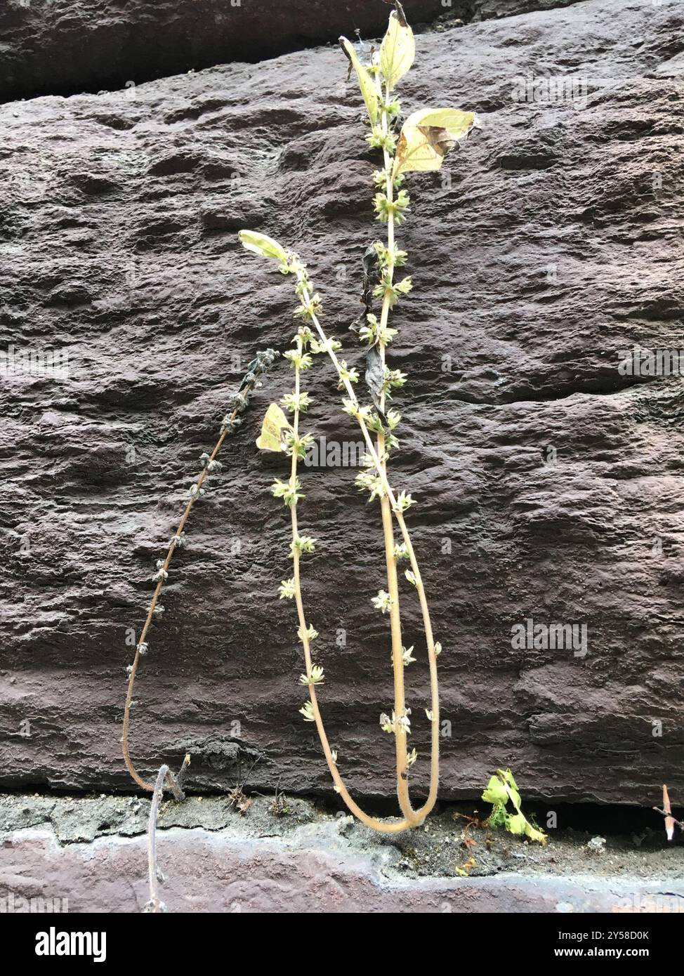 Pennsylvania pellitory (Parietaria pensylvanica) Plantae Stock Photo ...