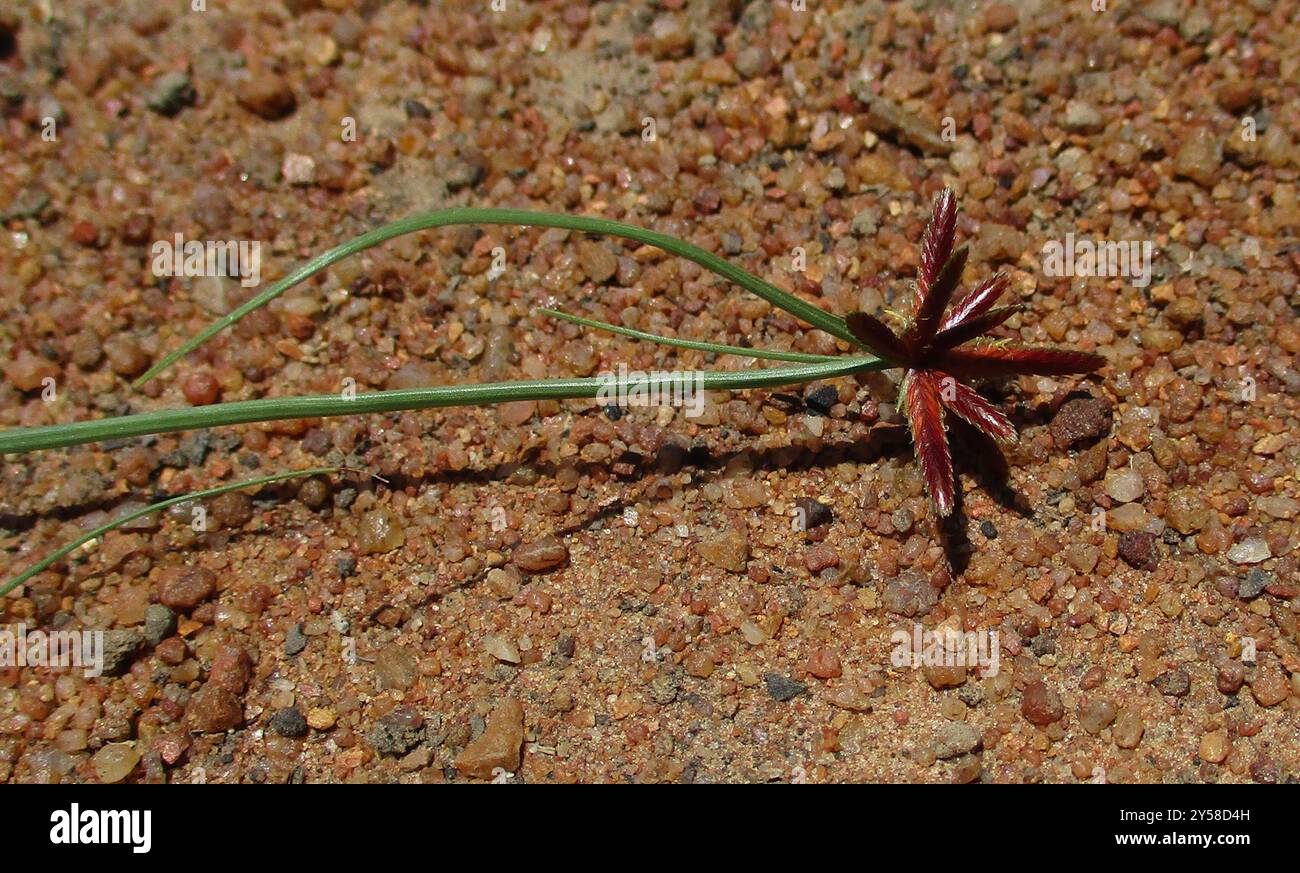 sedges (Cyperaceae) Plantae Stock Photo - Alamy