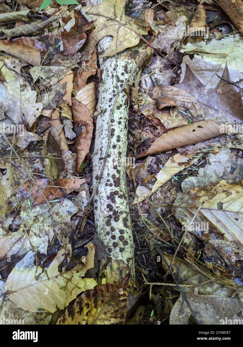 Beech Woodwart (Hypoxylon fragiforme) Fungi Stock Photo - Alamy