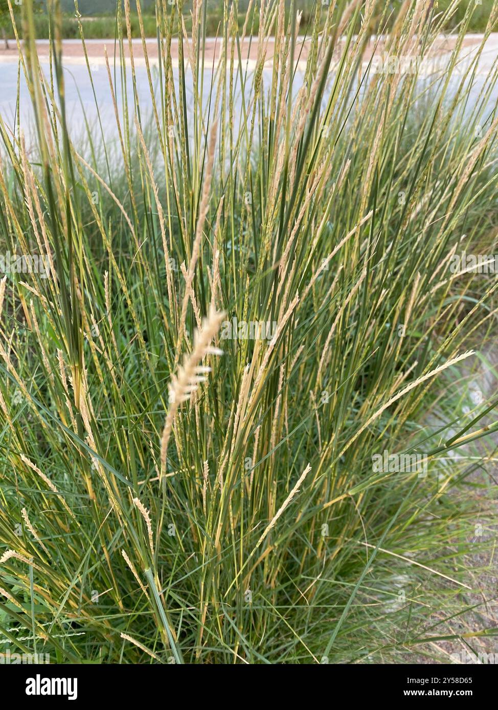 Pan American Balsomscale (Elionurus tripsacoides) Plantae Stock Photo ...