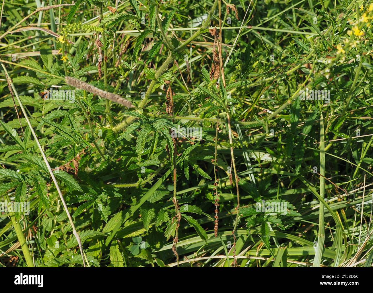 swamp agrimony (Agrimonia parviflora) Plantae Stock Photo - Alamy