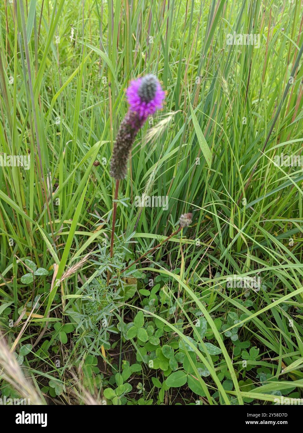 purple prairie clover (Dalea purpurea) Plantae Stock Photo - Alamy