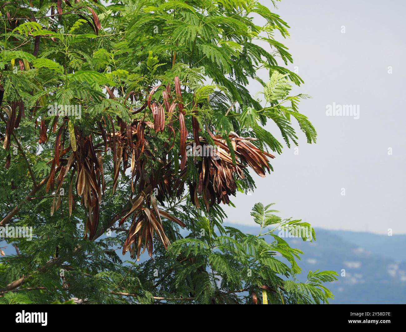 White leadtree (Leucaena leucocephala) Plantae Stock Photo - Alamy
