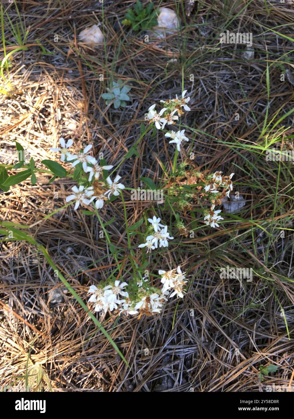 toothed white-topped aster (Sericocarpus asteroides) Plantae Stock Photo - Alamy