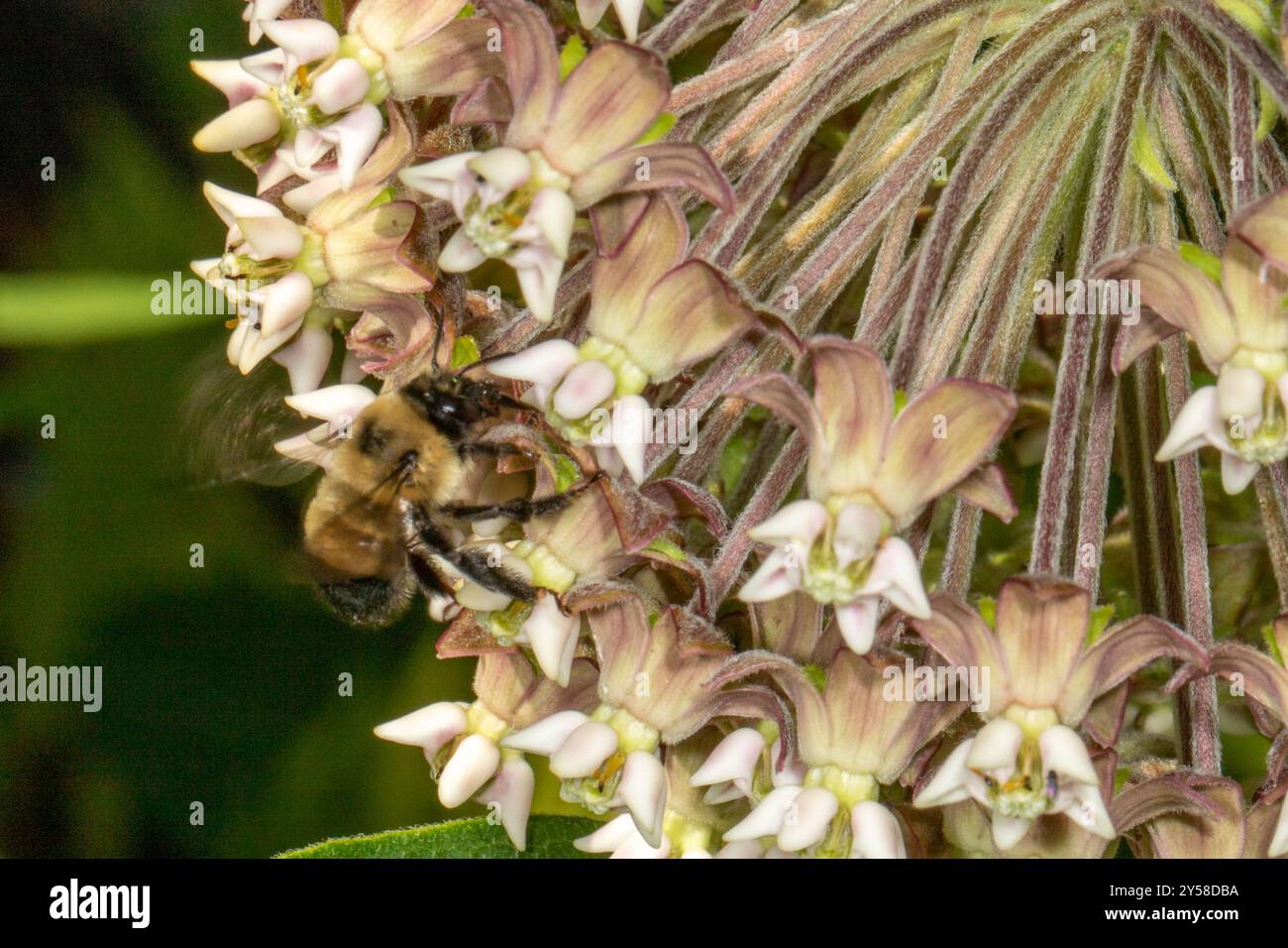 Bumblebee-like Digger Bee (Anthophora bomboides) Insecta Stock Photo ...