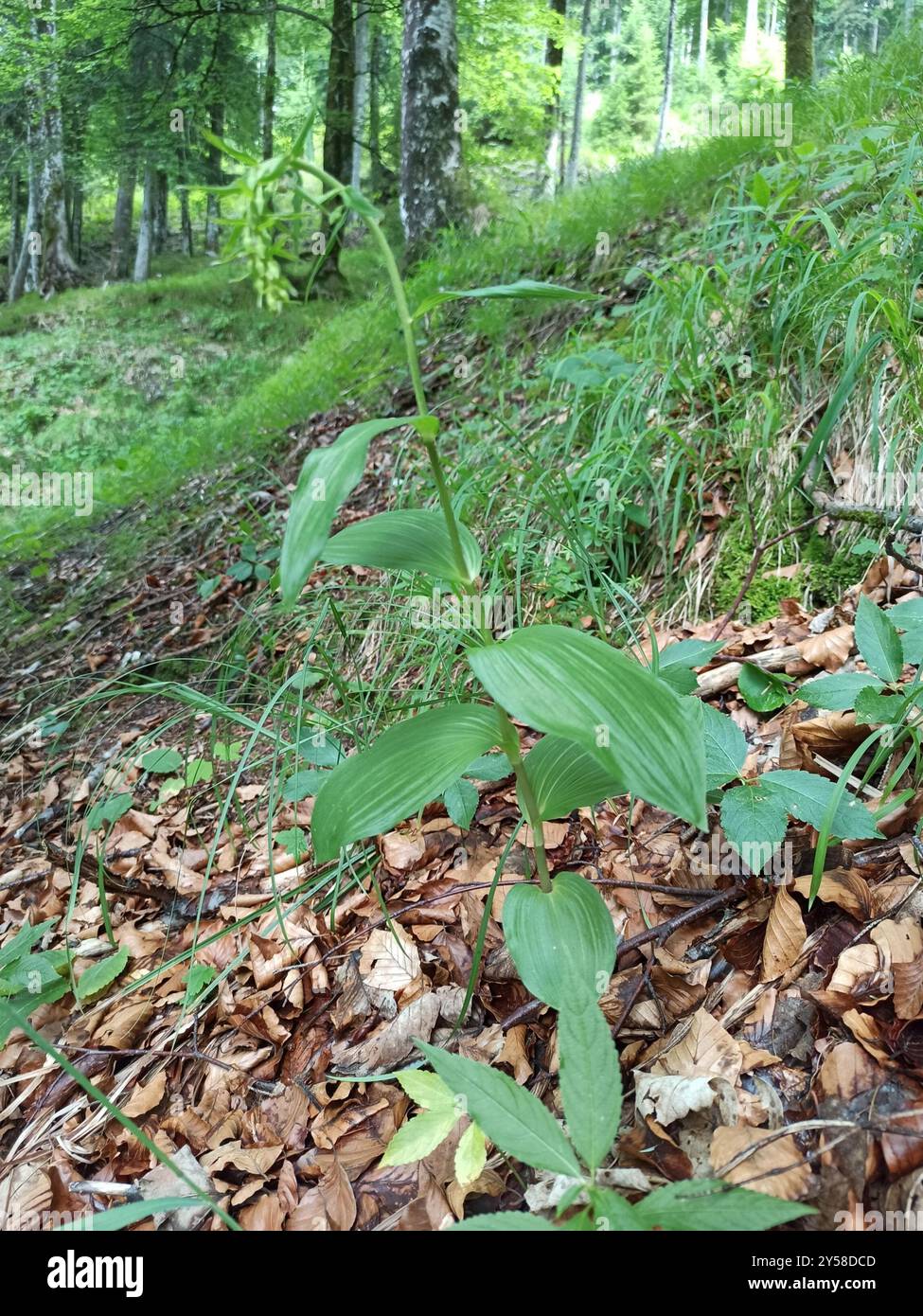 Broad-leaved helleborine (Epipactis helleborine) Plantae Stock Photo ...