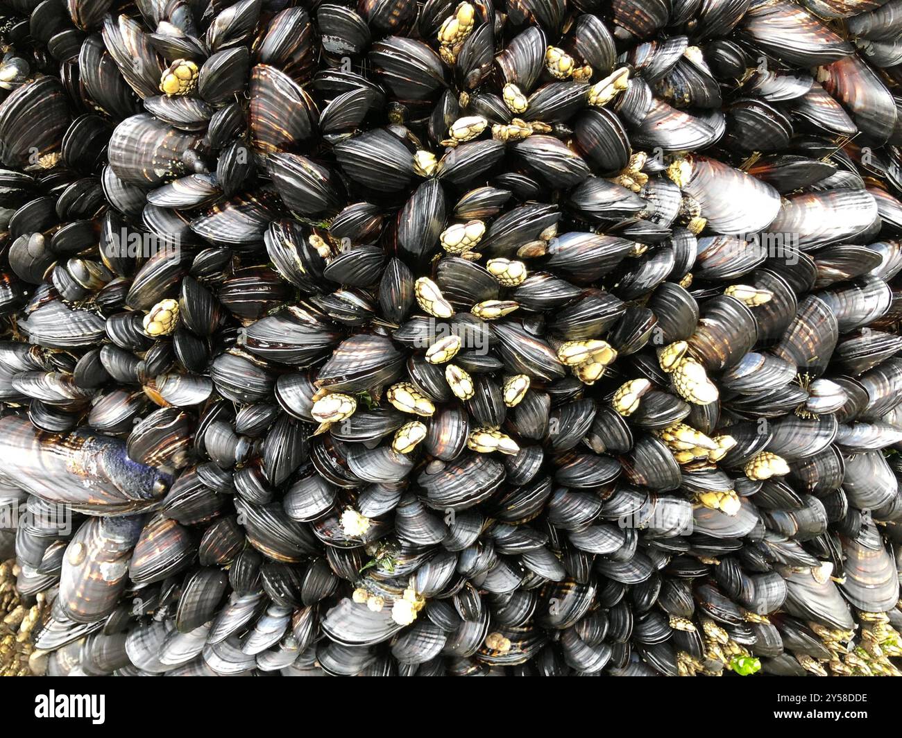 California Mussel (Mytilus californianus) Mollusca Stock Photo - Alamy