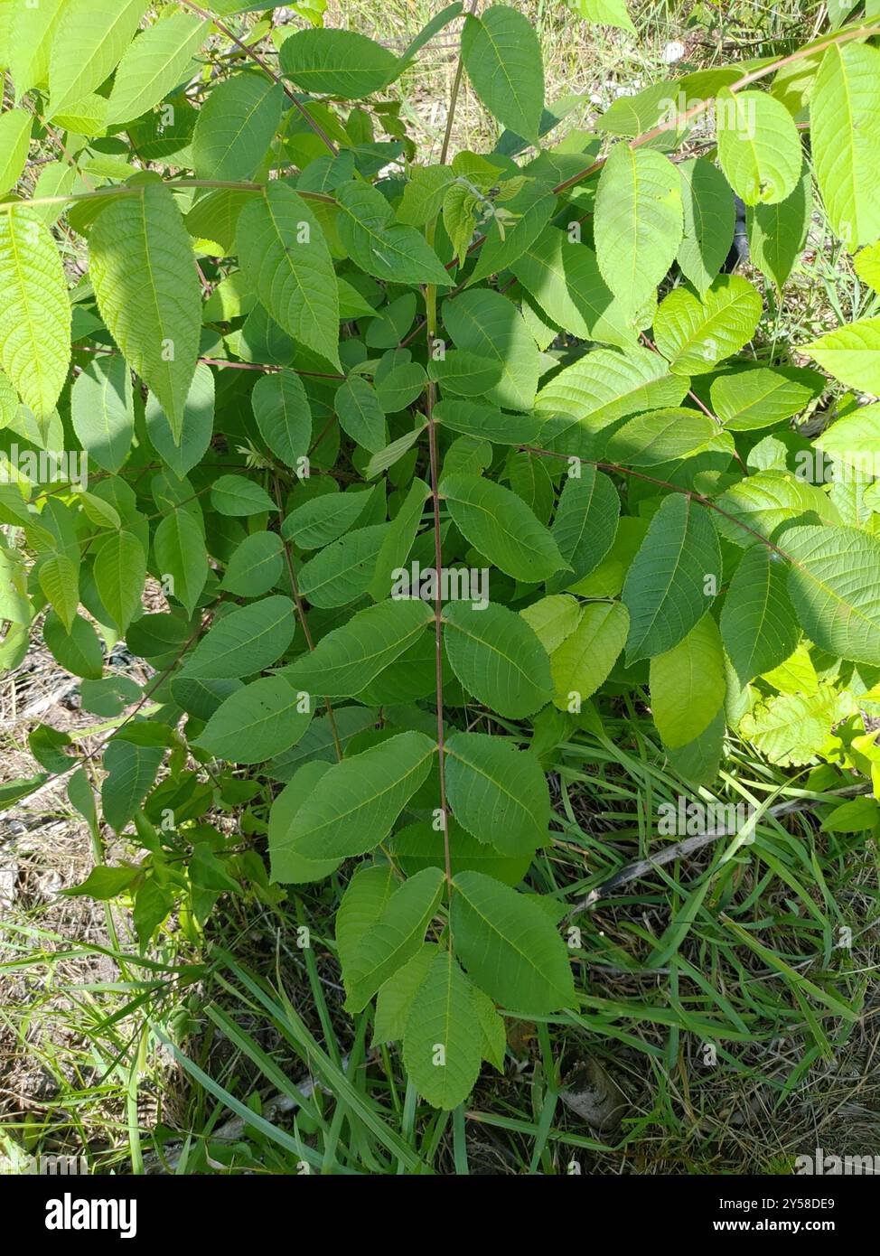 plants (Plantae) Plantae Stock Photo - Alamy