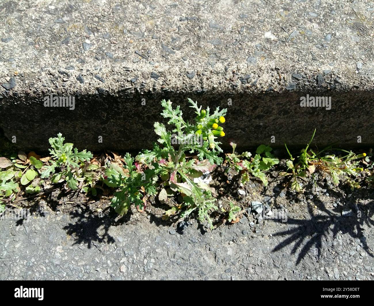 common groundsel (Senecio vulgaris) Plantae Stock Photo - Alamy