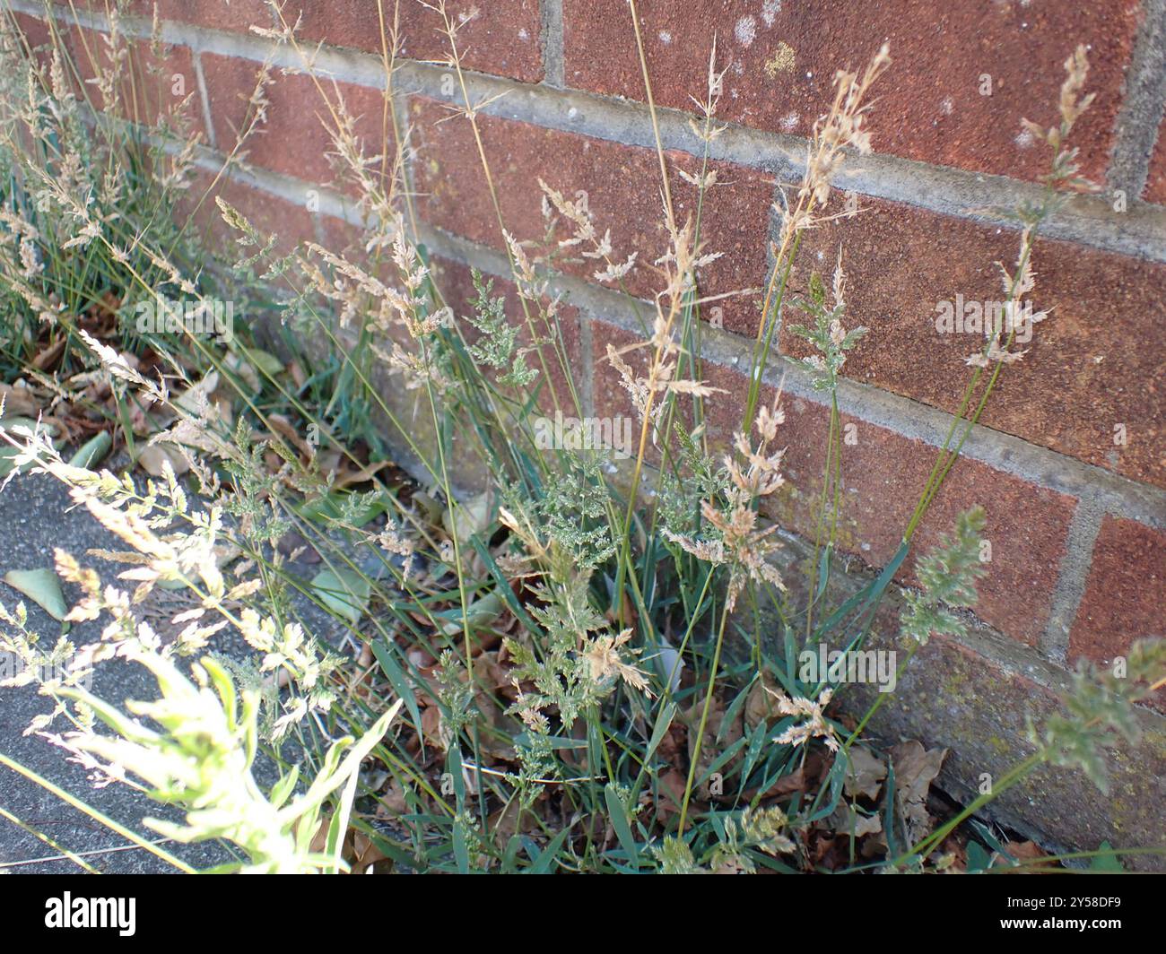 water beard grass (Polypogon viridis) Plantae Stock Photo - Alamy