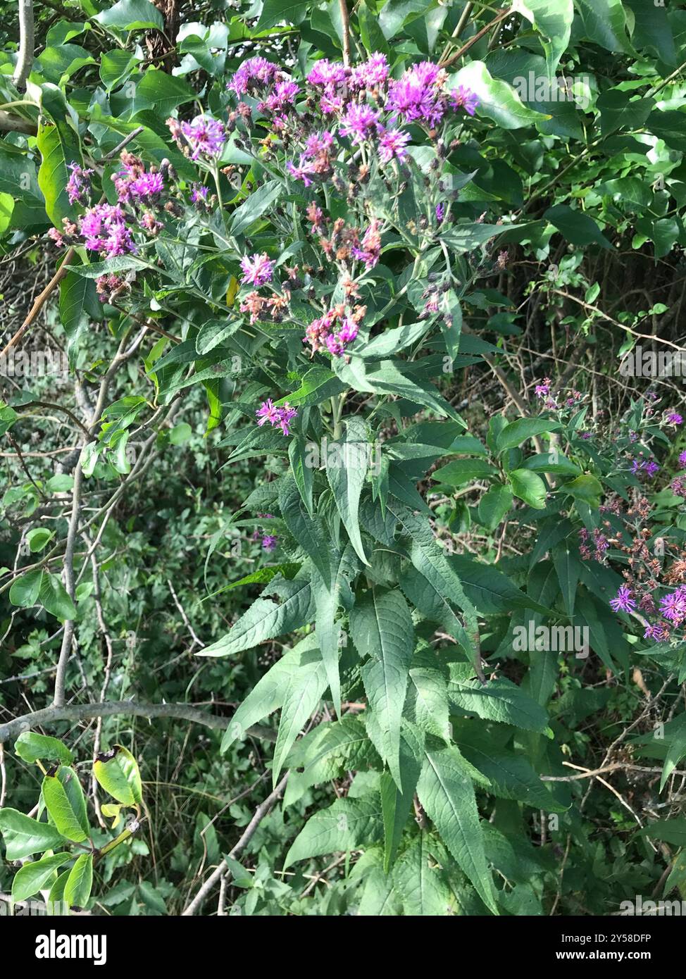 Western Ironweed (Vernonia baldwinii) Plantae Stock Photo - Alamy