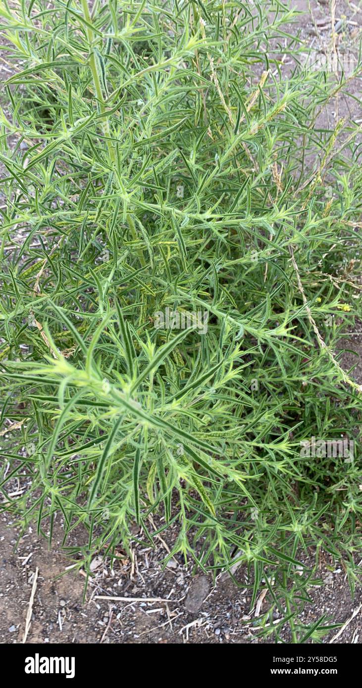 Stinkwort (Dittrichia graveolens) Plantae Stock Photo - Alamy