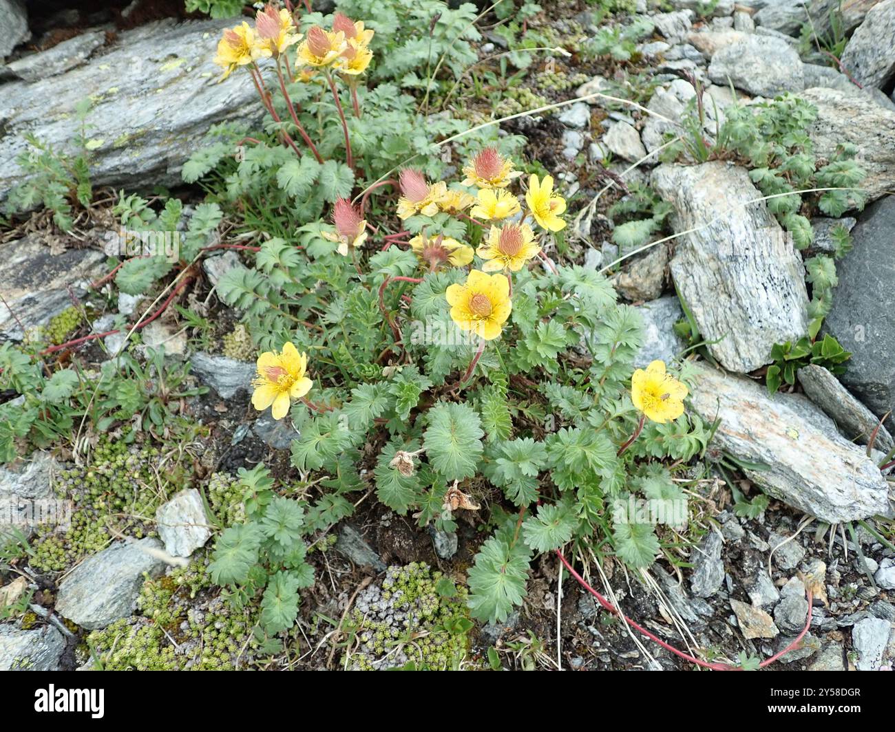 Geum reptans hi-res stock photography and images - Alamy