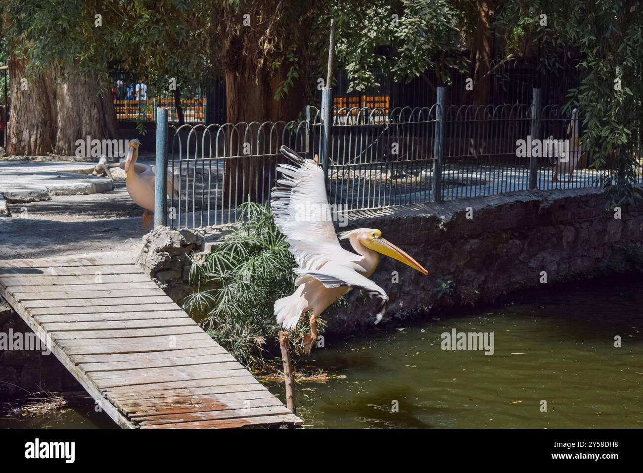 a Pelecanus bird is flapping its wings and jumping into the swamp ...