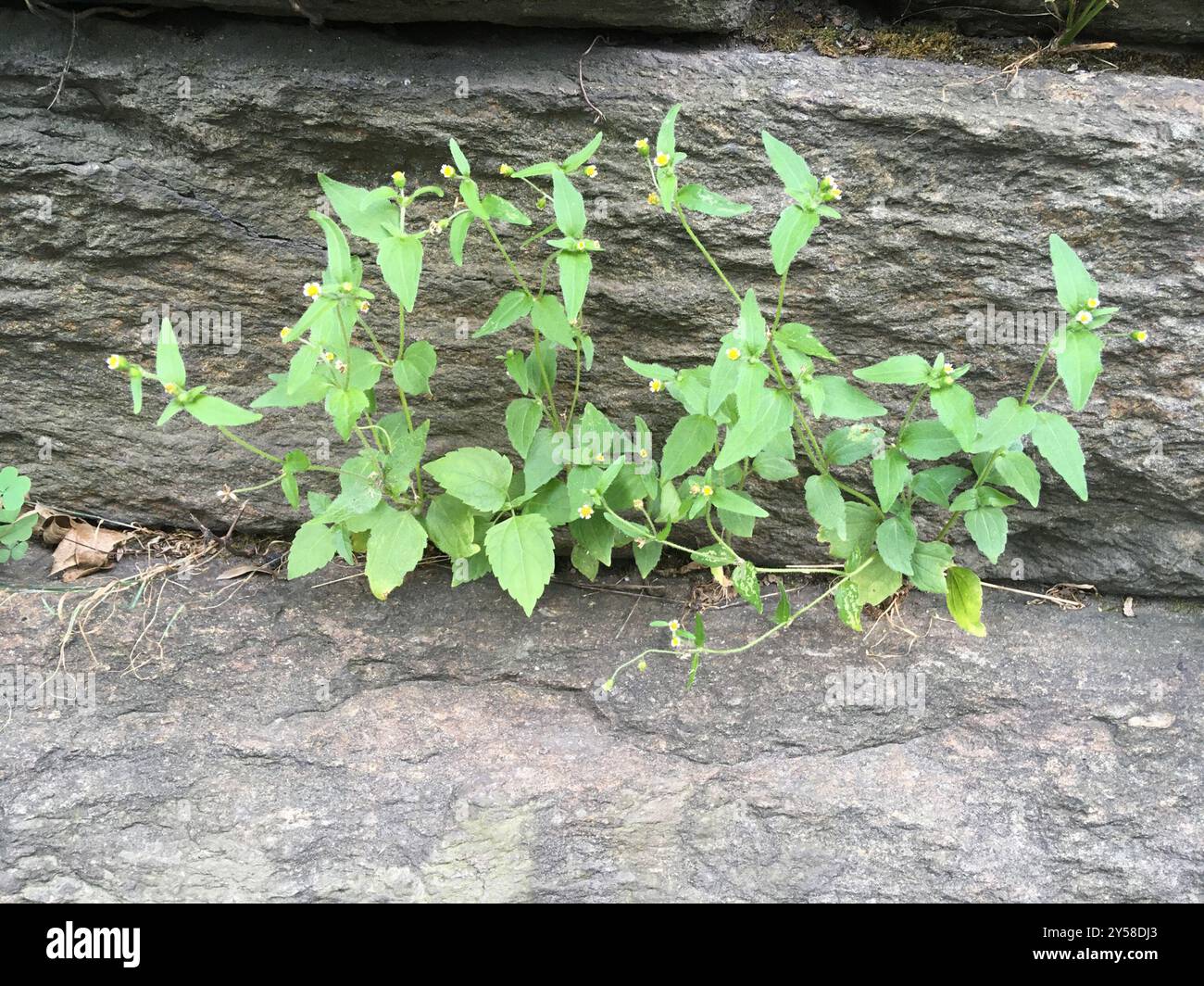 shaggy soldier (Galinsoga quadriradiata) Plantae Stock Photo - Alamy