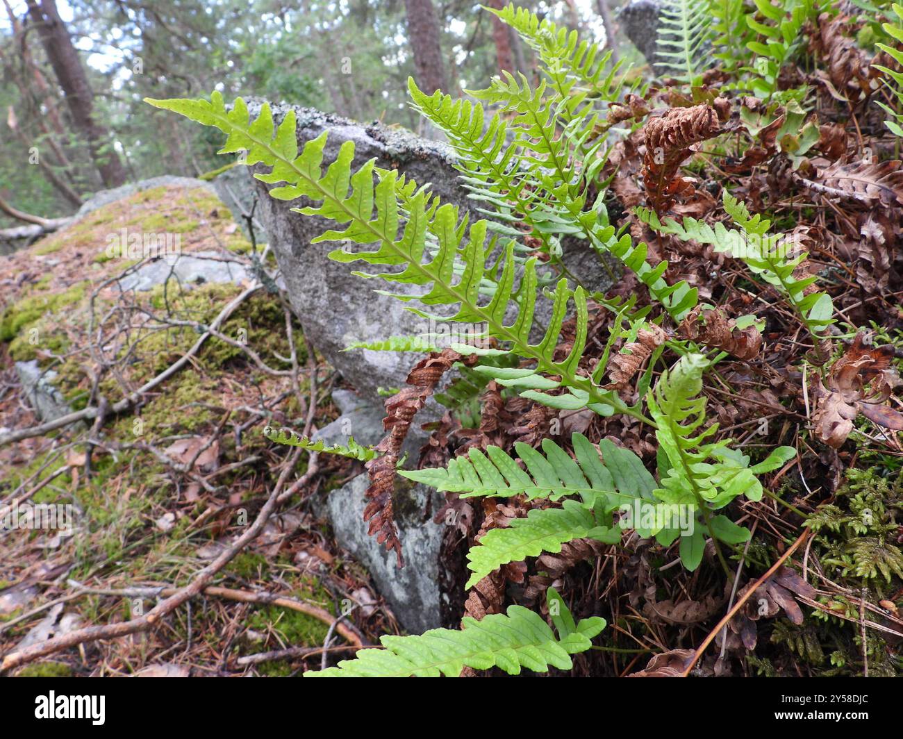 common polypody (Polypodium vulgare) Plantae Stock Photo - Alamy