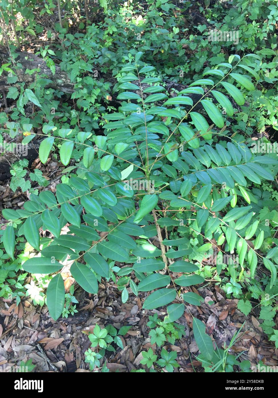 Paradise Tree (Simarouba glauca) Plantae Stock Photo - Alamy