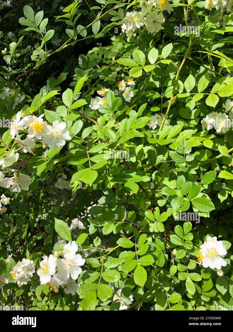multiflora rose (Rosa multiflora) Plantae Stock Photo - Alamy