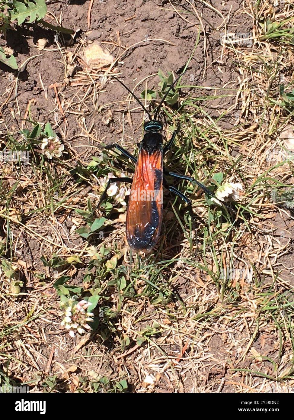 New World Tarantula-hawk Wasps (Pepsis) Insecta Stock Photo - Alamy
