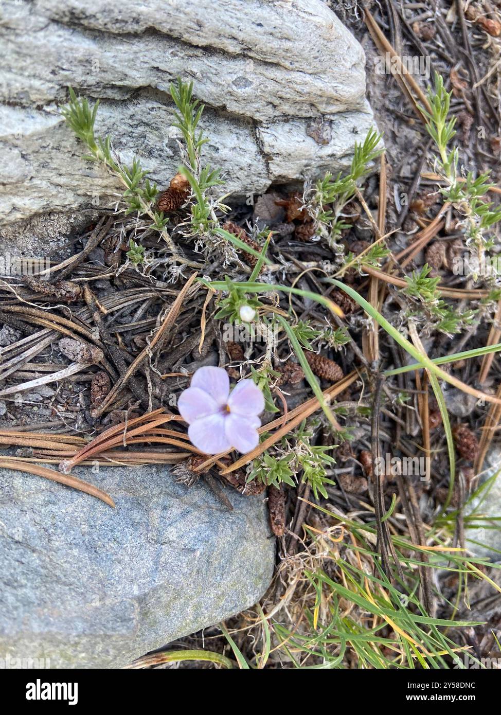 spreading phlox (Phlox diffusa) Plantae Stock Photo - Alamy