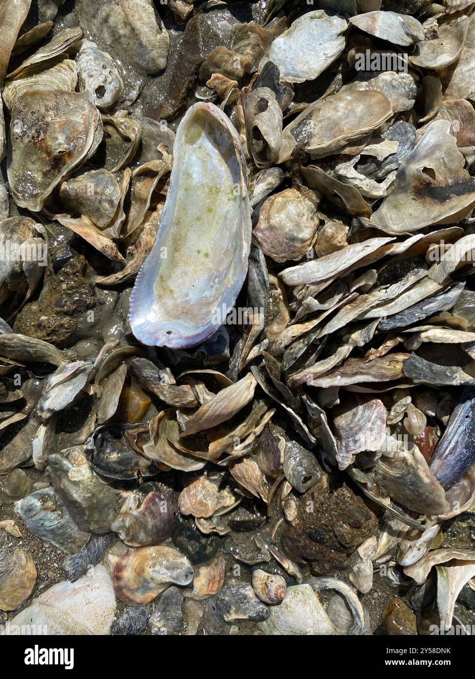 Atlantic Ribbed Mussel (Geukensia demissa) Mollusca Stock Photo - Alamy