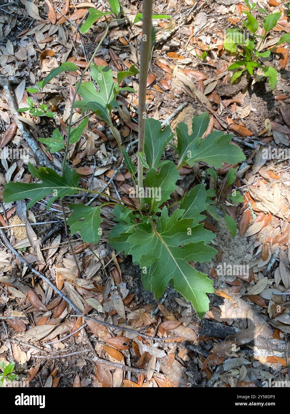 Kidney-leaf Rosinweed (Silphium compositum) Plantae Stock Photo - Alamy