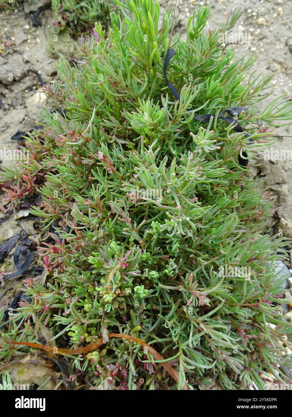 Herbaceous Seepweed (Suaeda maritima) Plantae Stock Photo - Alamy